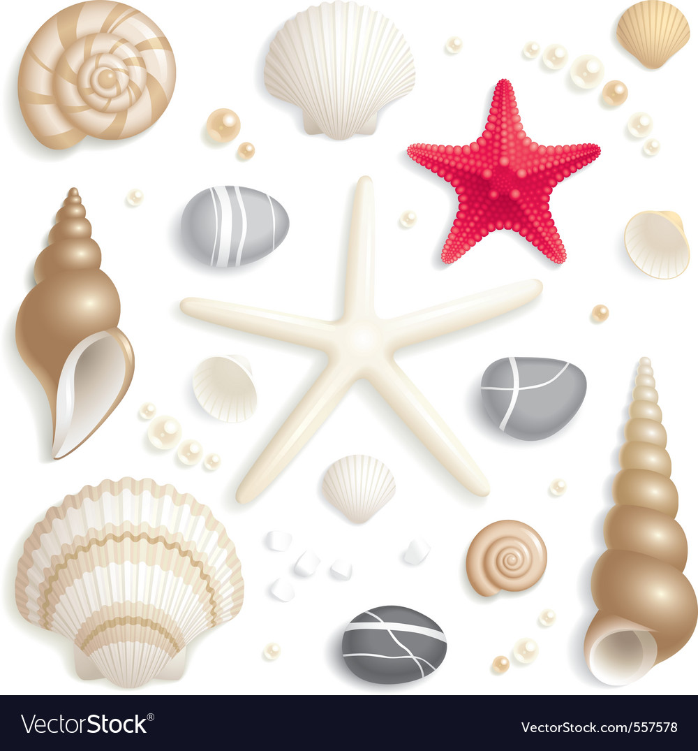 Seashell set Royalty Free Vector Image - VectorStock