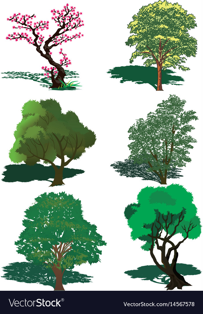 Set of trees Royalty Free Vector Image - VectorStock
