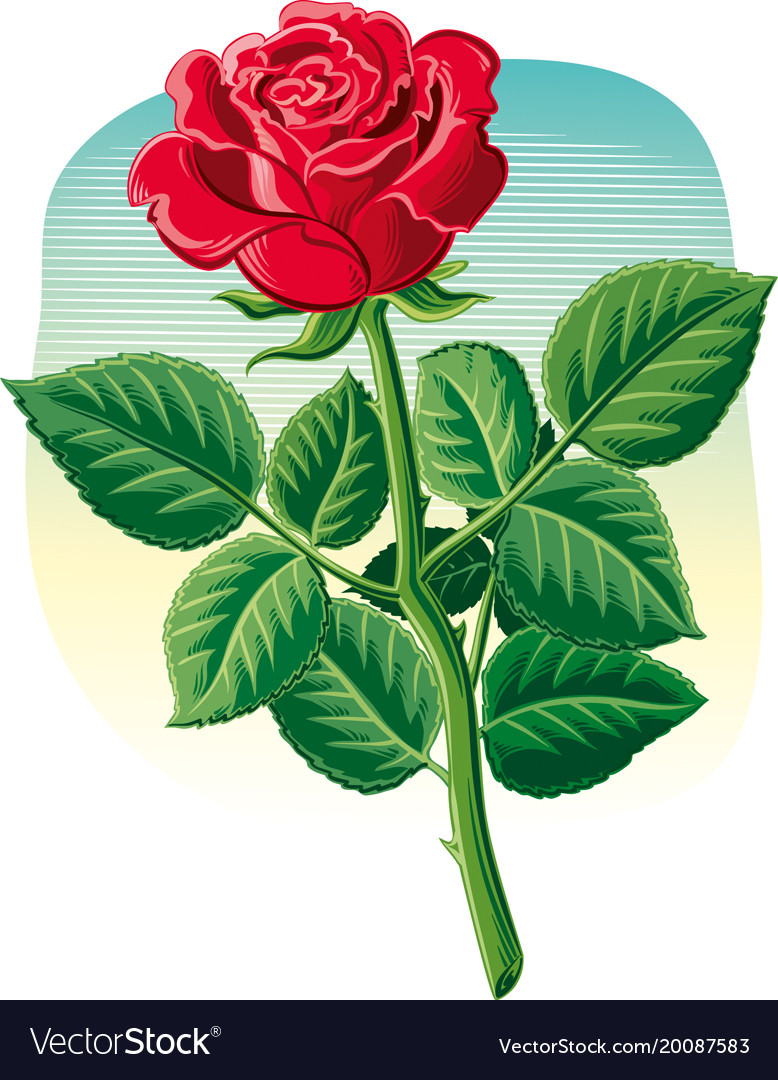 A rose Royalty Free Vector Image - VectorStock