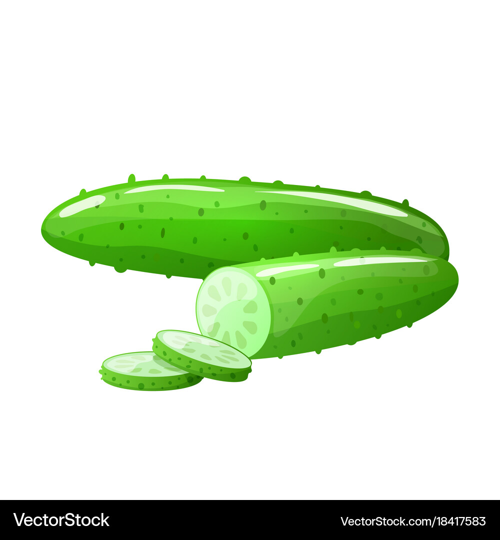 Colorful sliced cucumber Royalty Free Vector Image