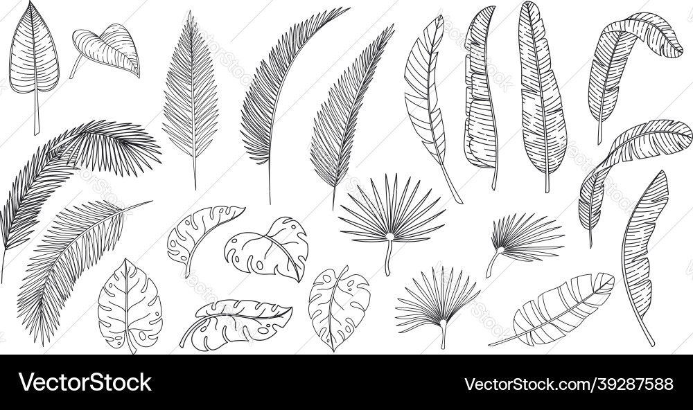 Line art tropical leaves Royalty Free Vector Image