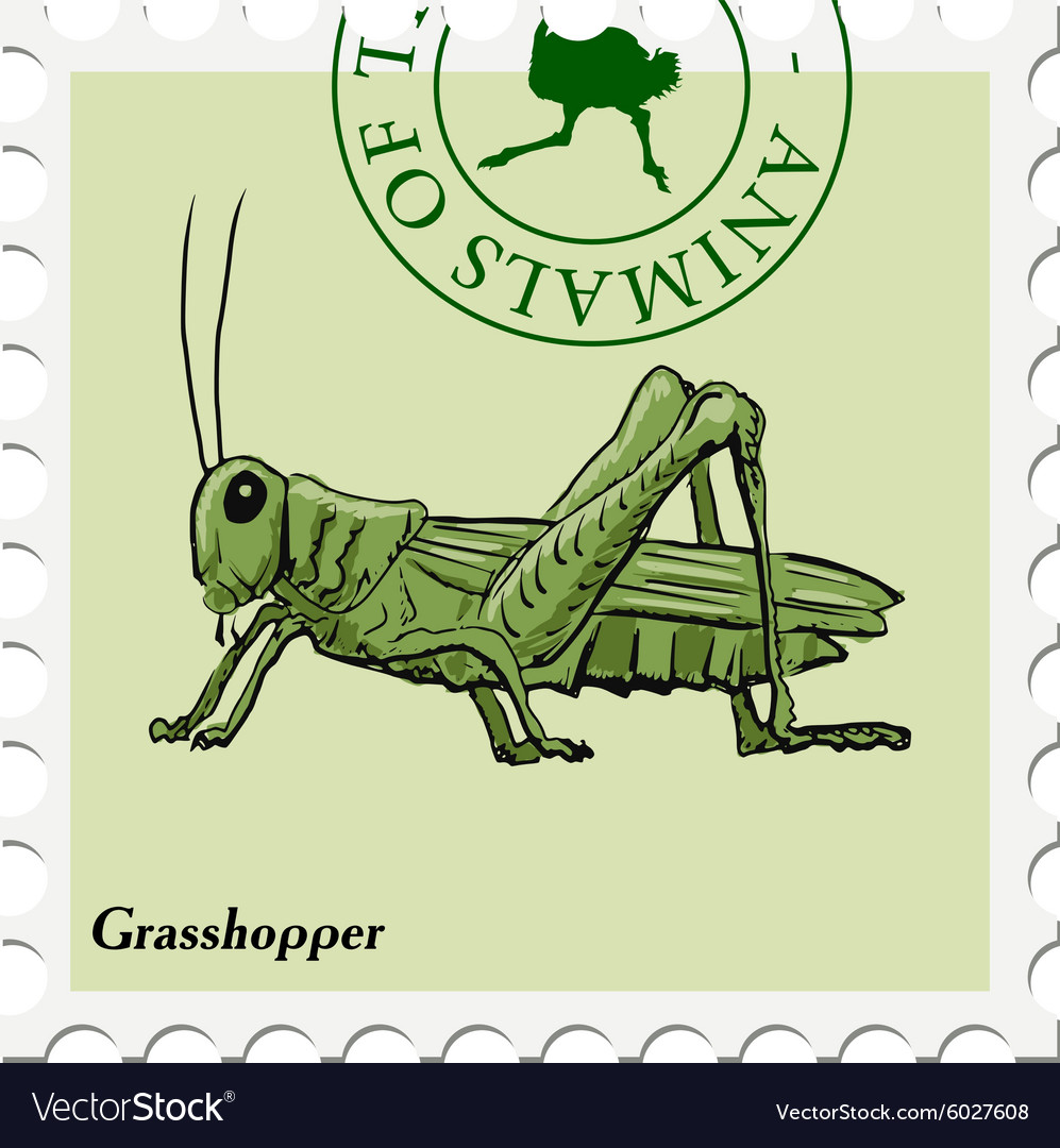 Grasshopper Royalty Free Vector Image - VectorStock