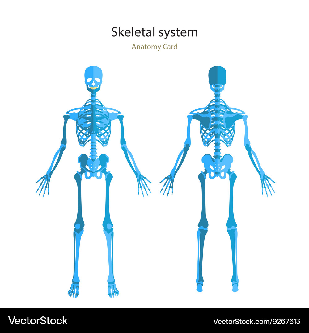 Anatomy guide human skeleton anatomy didactic Vector Image