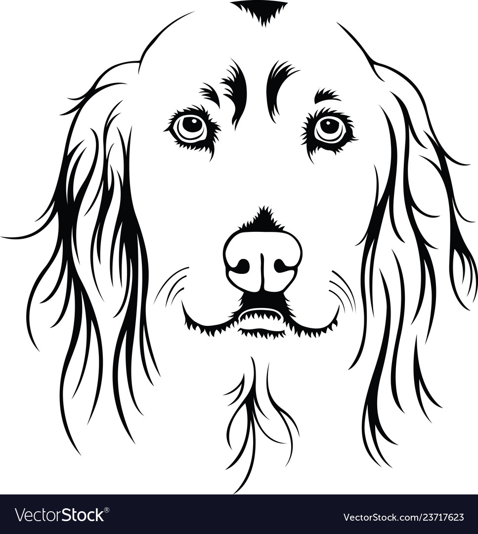 Cocker spaniel Royalty Free Vector Image - VectorStock