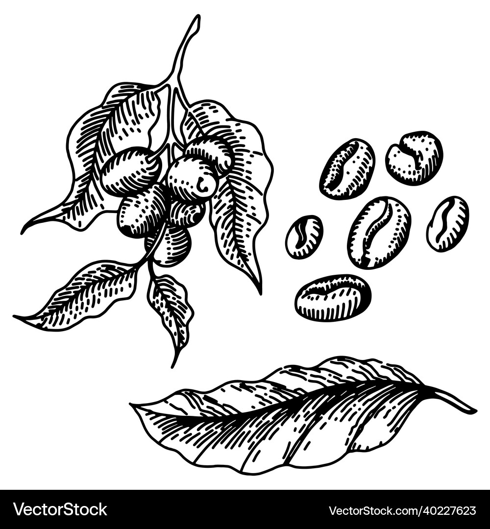 Coffee branch plant with leaf berry fruit Vector Image