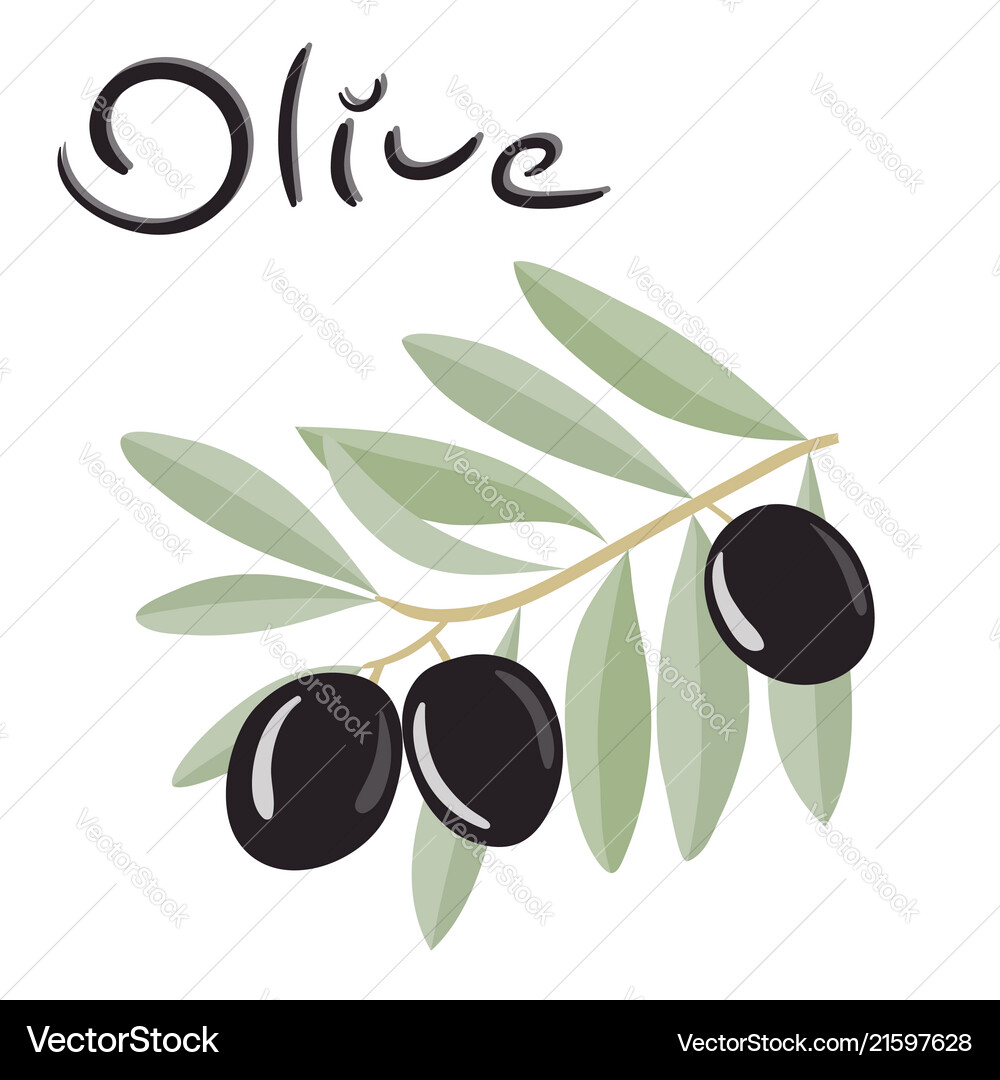 Black olives on a branch with leaves Royalty Free Vector