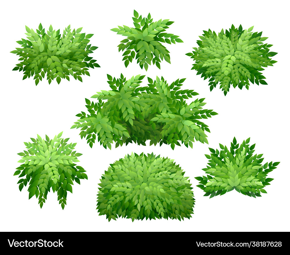 Nature garden natural bushes Royalty Free Vector Image