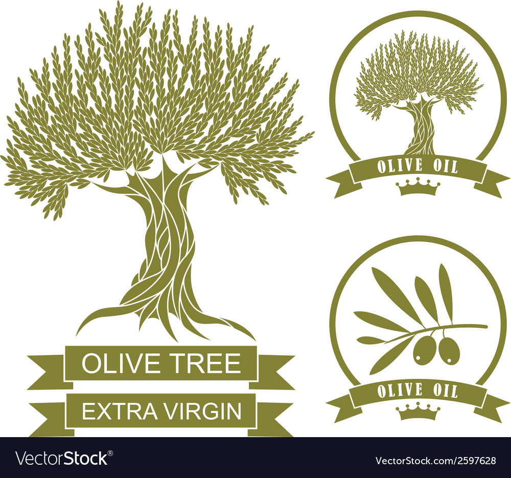 Olive tree Royalty Free Vector Image - VectorStock