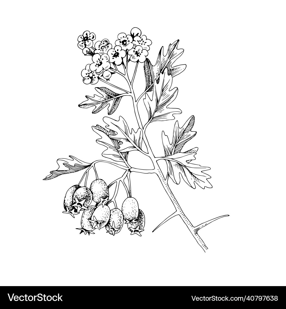 Hand drawn hawthorn with berries and blossoms Vector Image