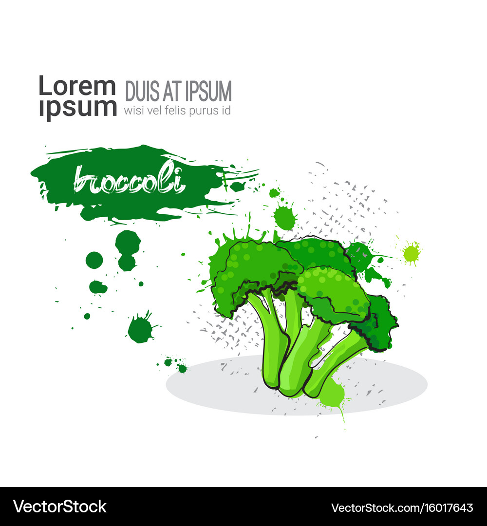 Broccoli hand drawn watercolor vegetable on white Vector Image