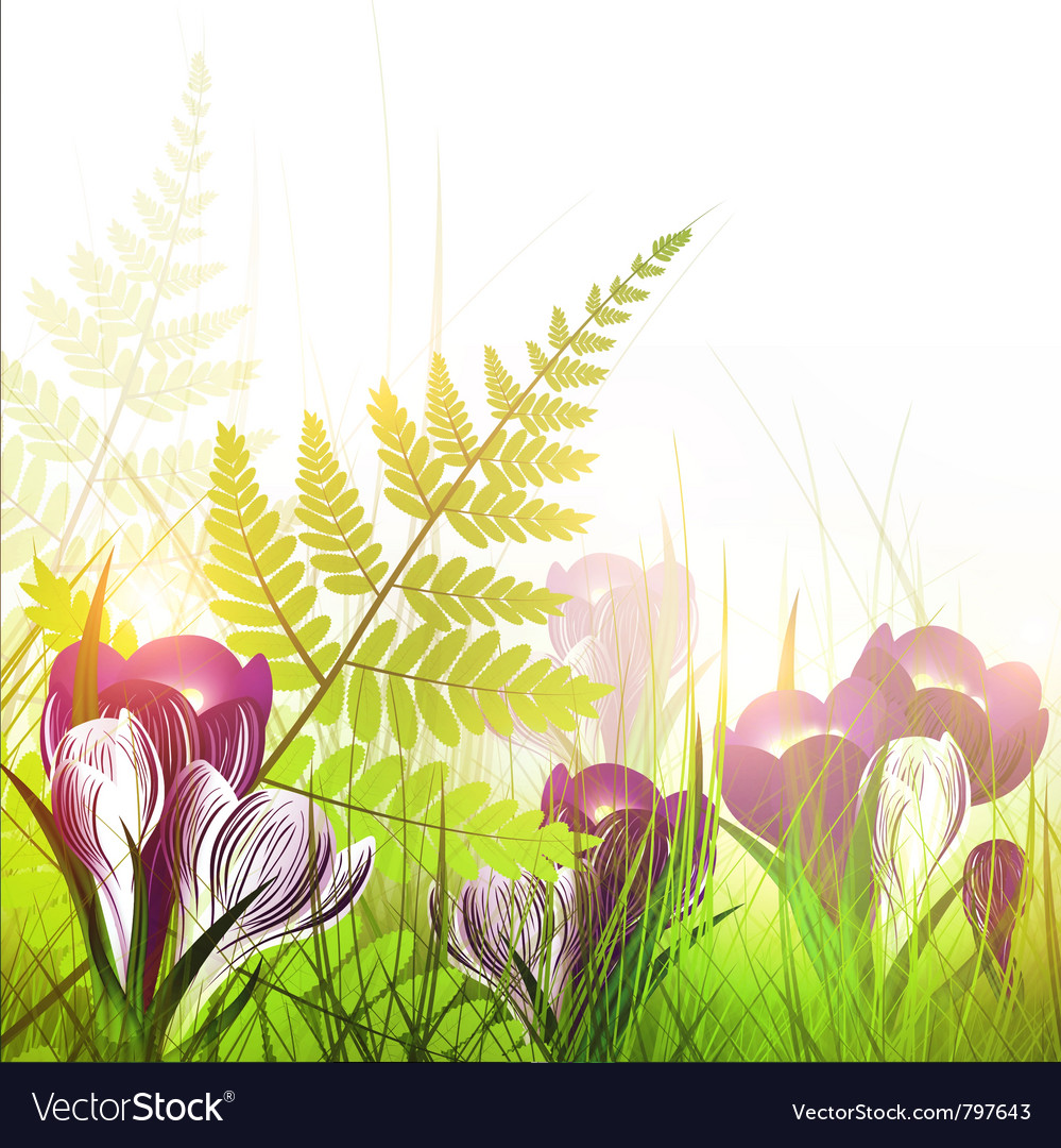 Spring meadow with crocus flowers Royalty Free Vector Image