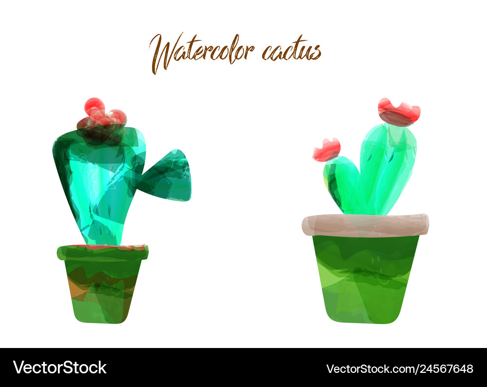 Cactus isolated on white background watercolor Vector Image