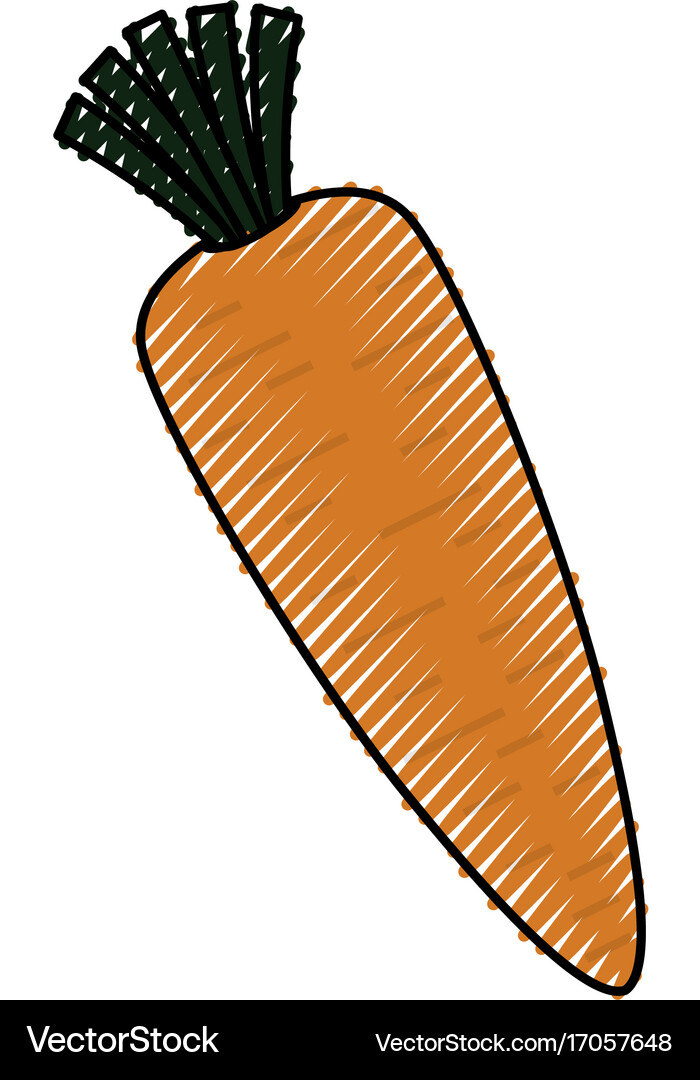 Fresh carrot vegetable Royalty Free Vector Image