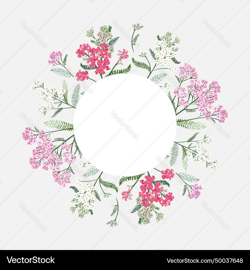 Yarrow flowers medicinal plants Royalty Free Vector Image