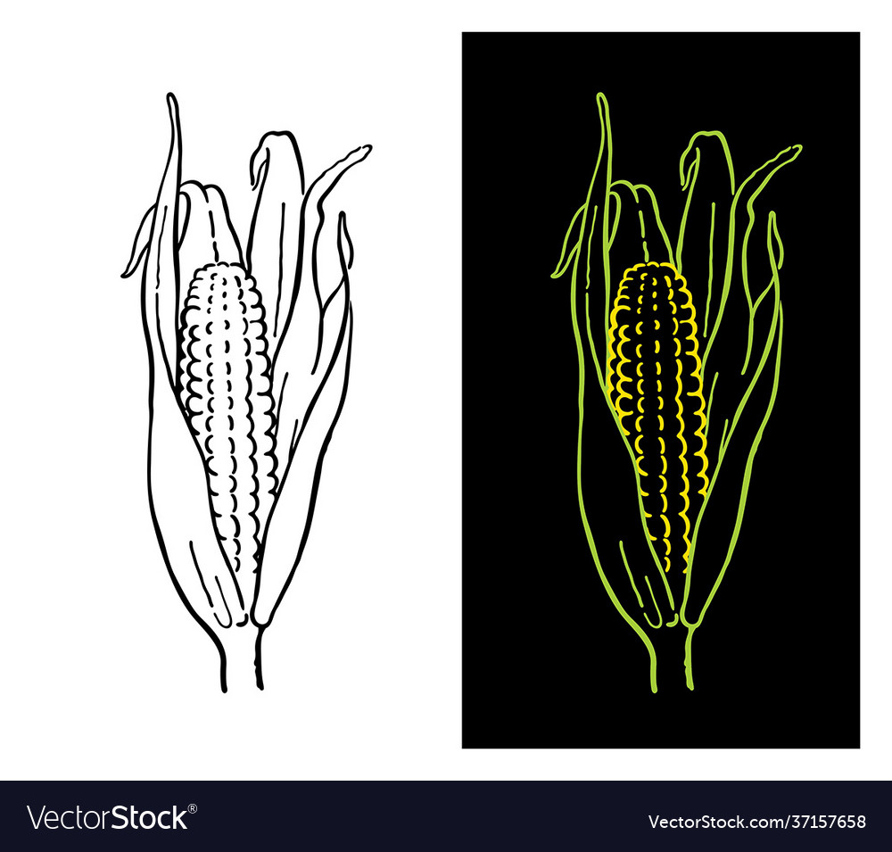 Corn Royalty Free Vector Image - VectorStock