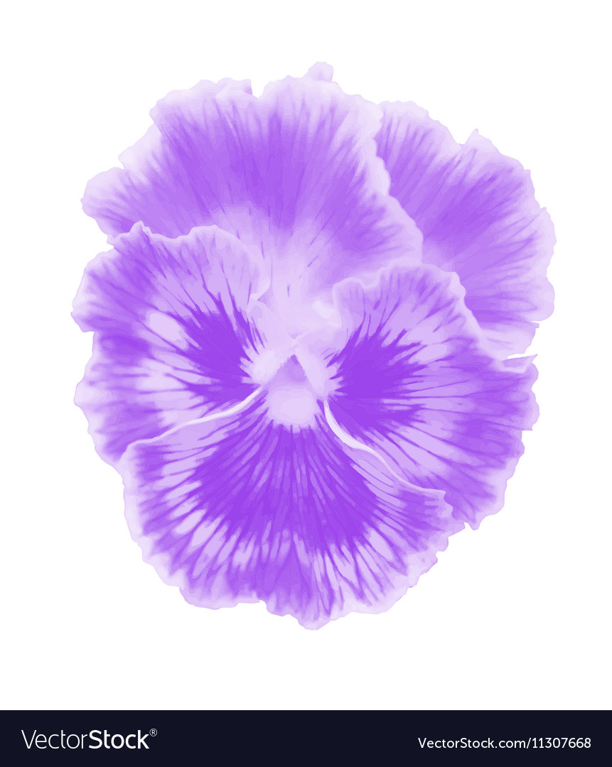 Violet viola Royalty Free Vector Image - VectorStock