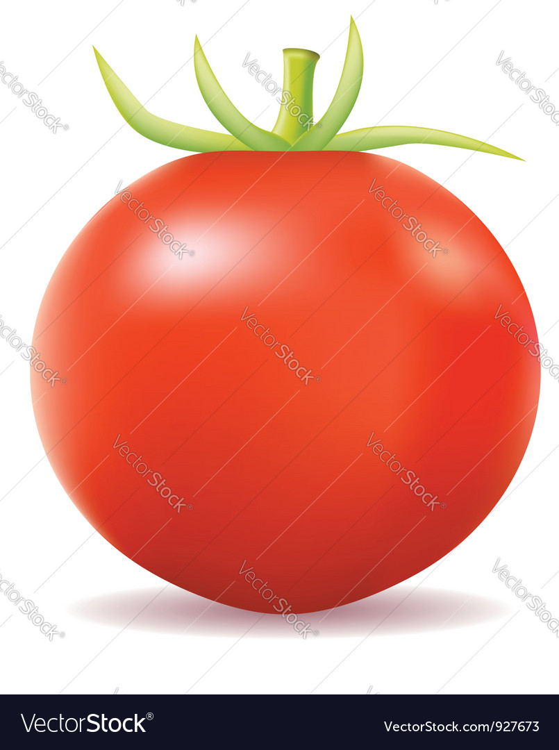 Tomato Royalty Free Vector Image - VectorStock