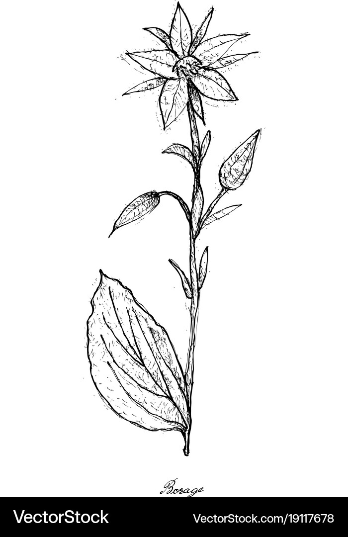 Hand drawn of borage on white background Vector Image