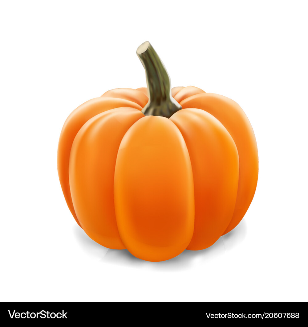 Realistic pumpkin isolated on white Royalty Free Vector