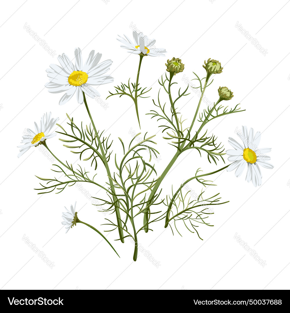 Yarrow flower medicinal plant Royalty Free Vector Image