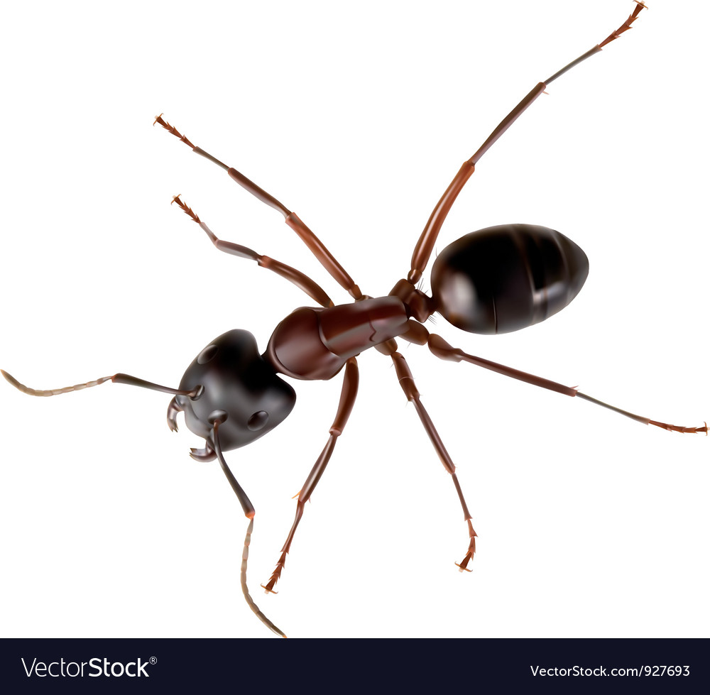 Ant Royalty Free Vector Image - VectorStock