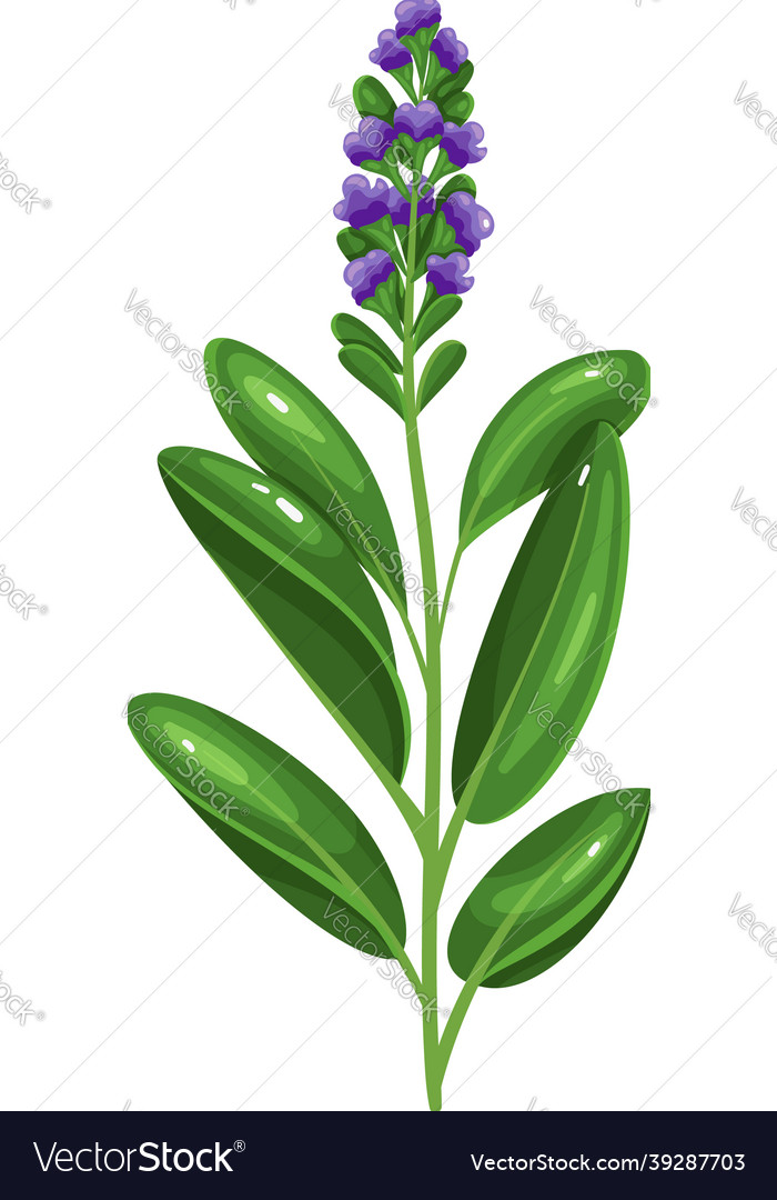 Spinach Royalty Free Vector Image - VectorStock Spinach Royalty Free Vector Image - VectorStock