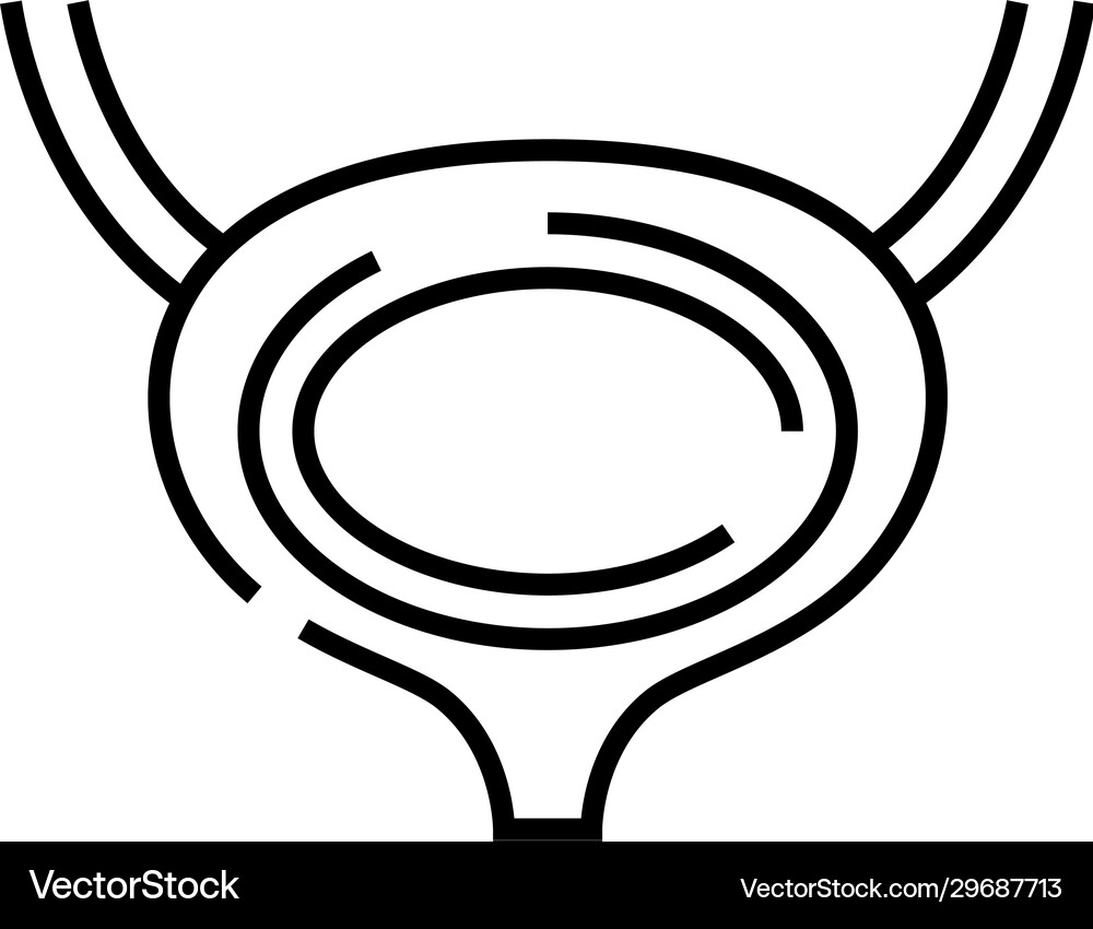Excretory bladder line icon concept sign outline Vector Image