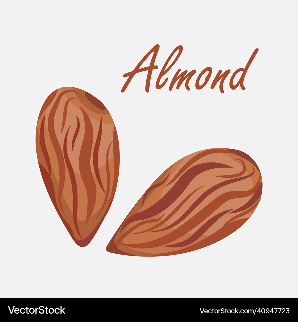 Set of almond nuts Royalty Free Vector Image - VectorStock