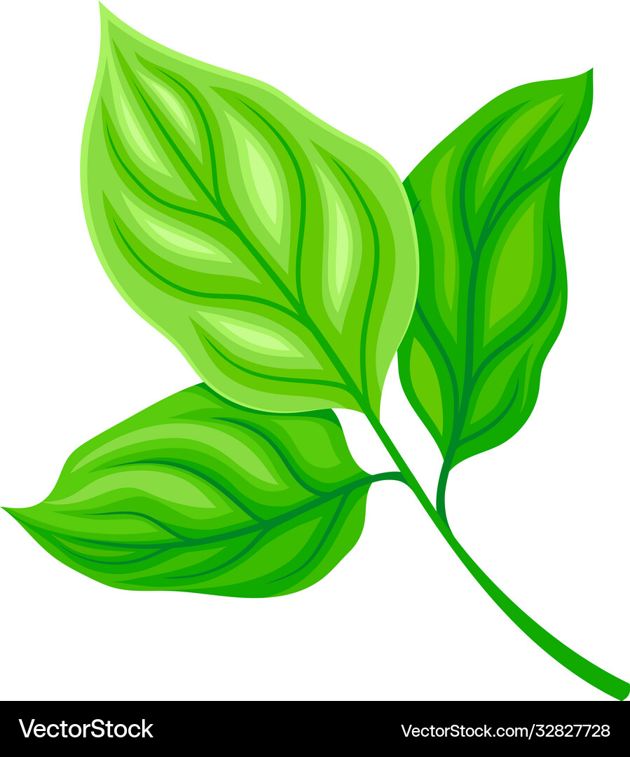 Green leaf and foliage with stem and veins Vector Image