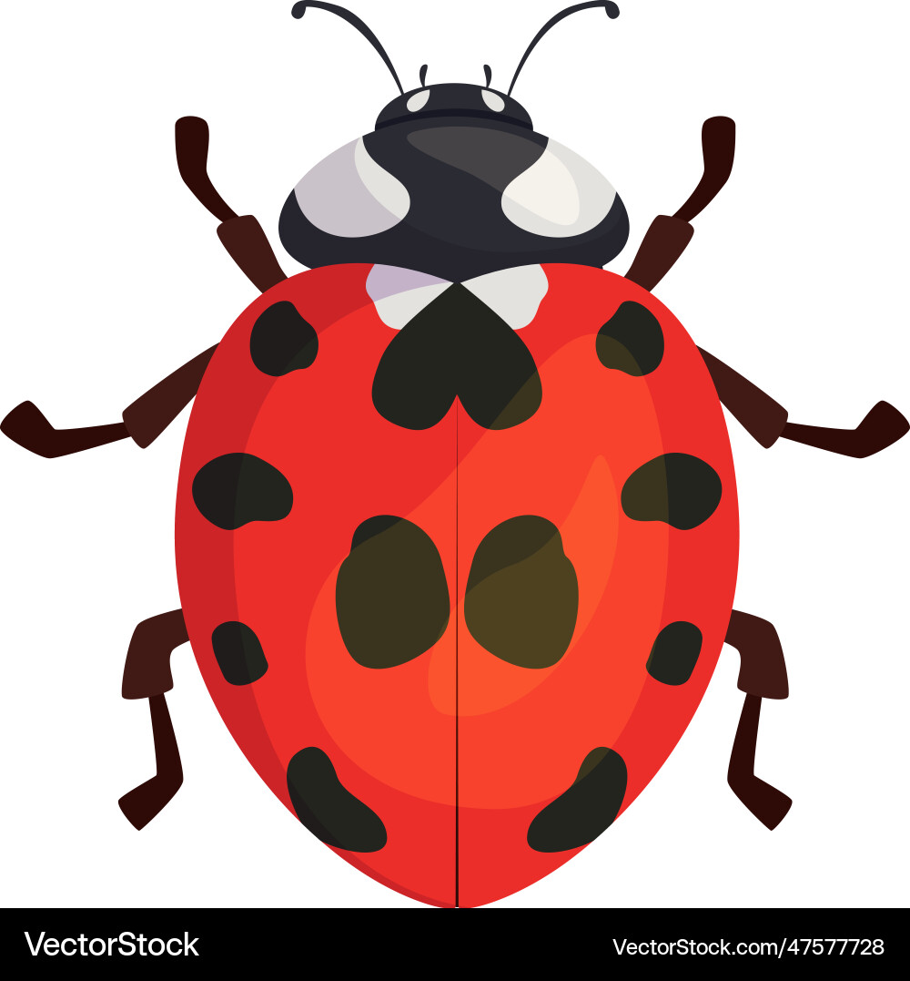 Ladybug top view red cute insect with black spots Vector Image