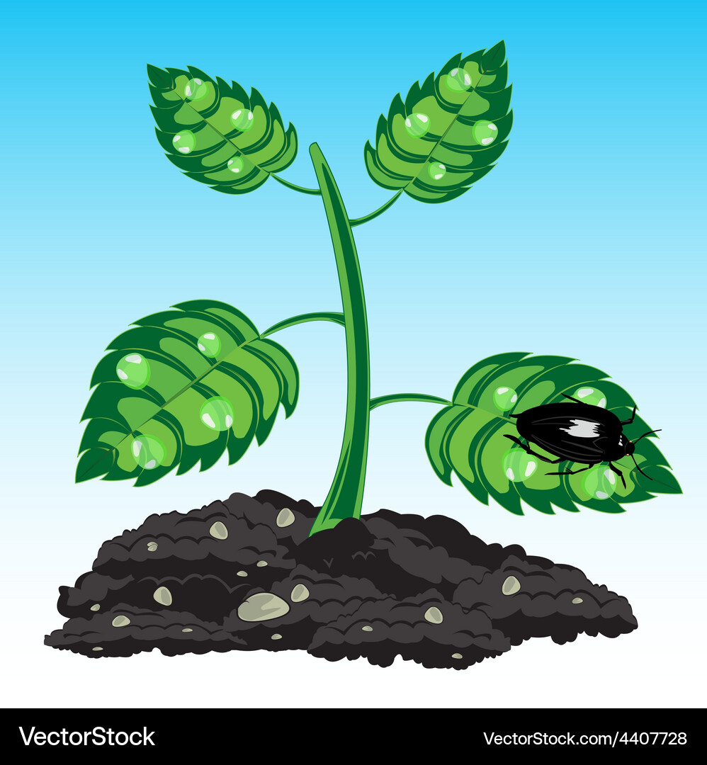 Seedling of the plant Royalty Free Vector Image