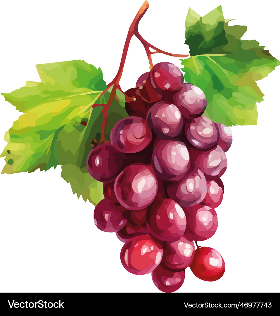 Juicy grape bunch fresh from the vineyard Vector Image