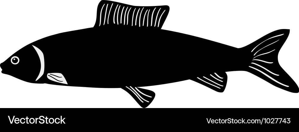 Silhouette of grayling Royalty Free Vector Image