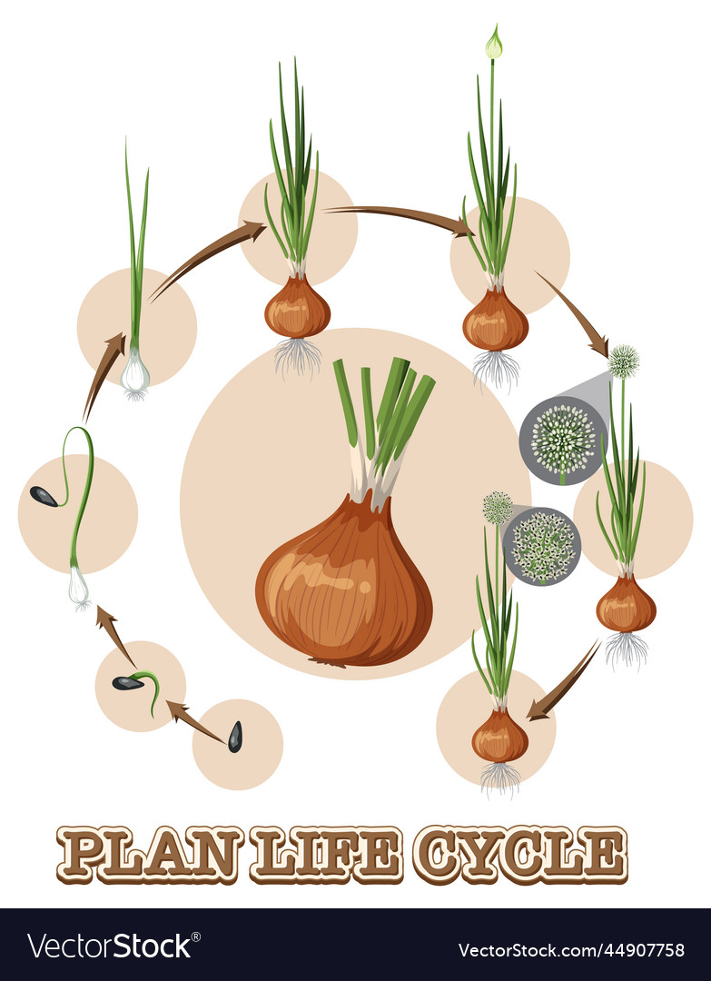 Diagram showing onion life cycle Royalty Free Vector Image