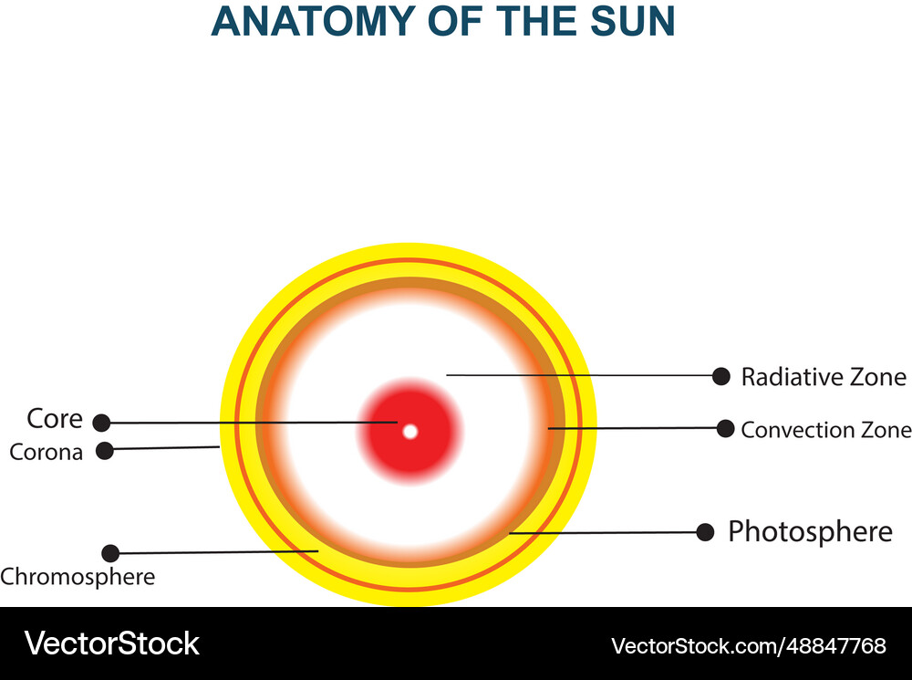 Diagram of sun Royalty Free Vector Image - VectorStock
