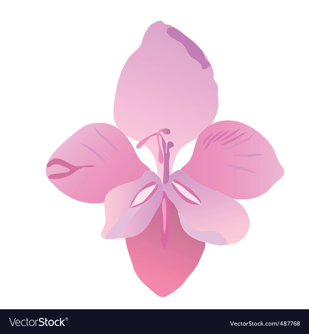 Gladiolus Royalty Free Vector Image - VectorStock