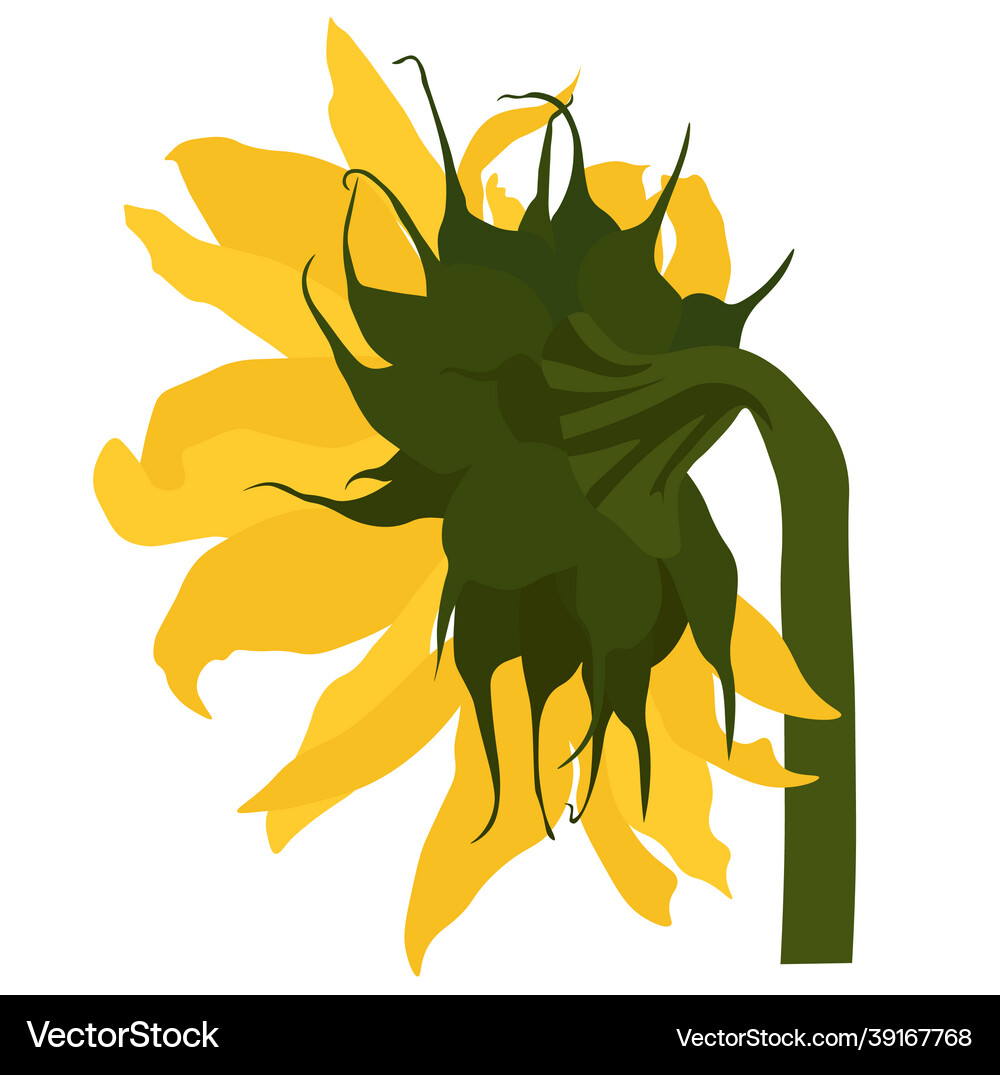 Sunflower stock yellow sunflo Royalty Free Vector Image