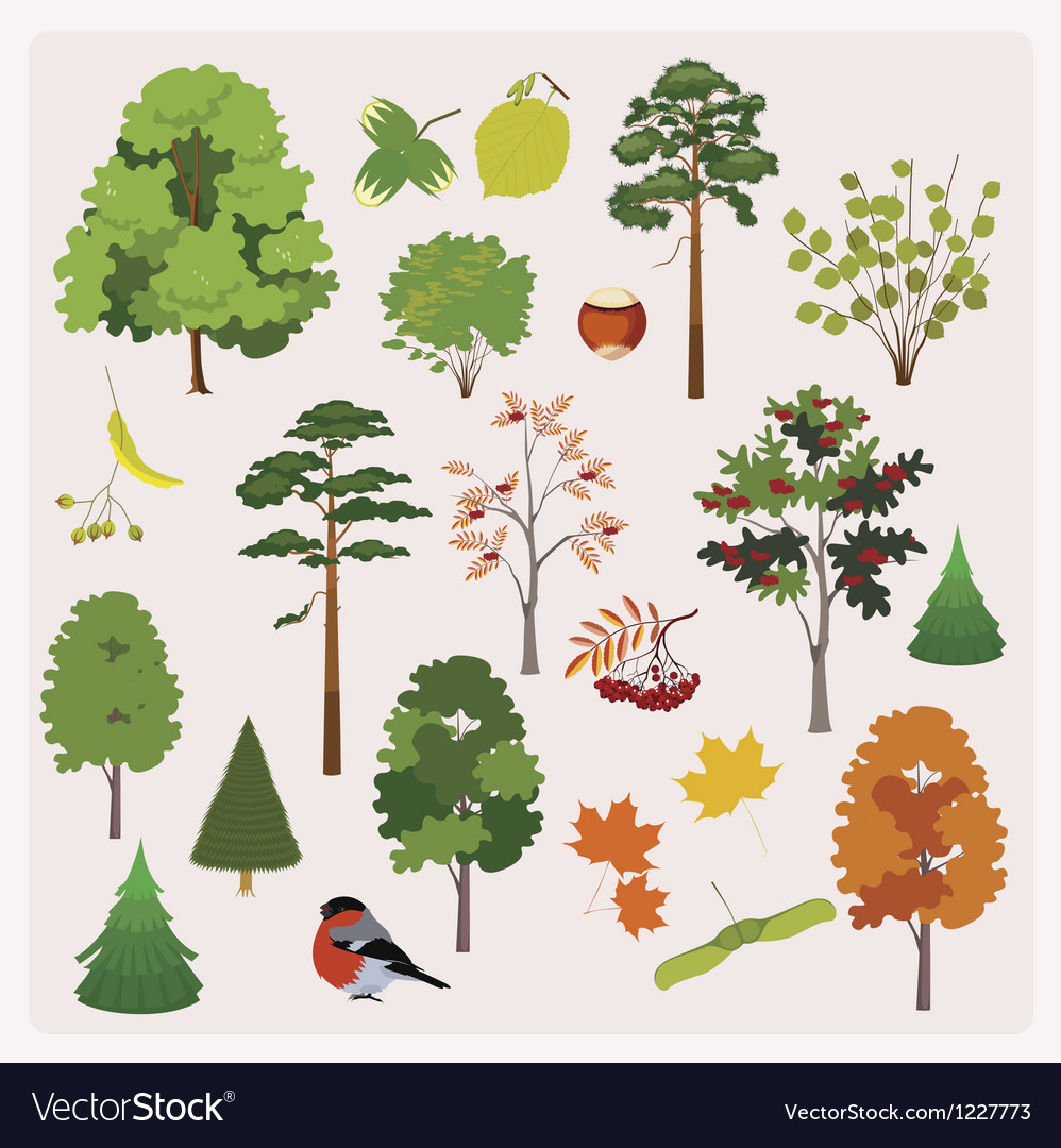 Forest collection Royalty Free Vector Image - VectorStock