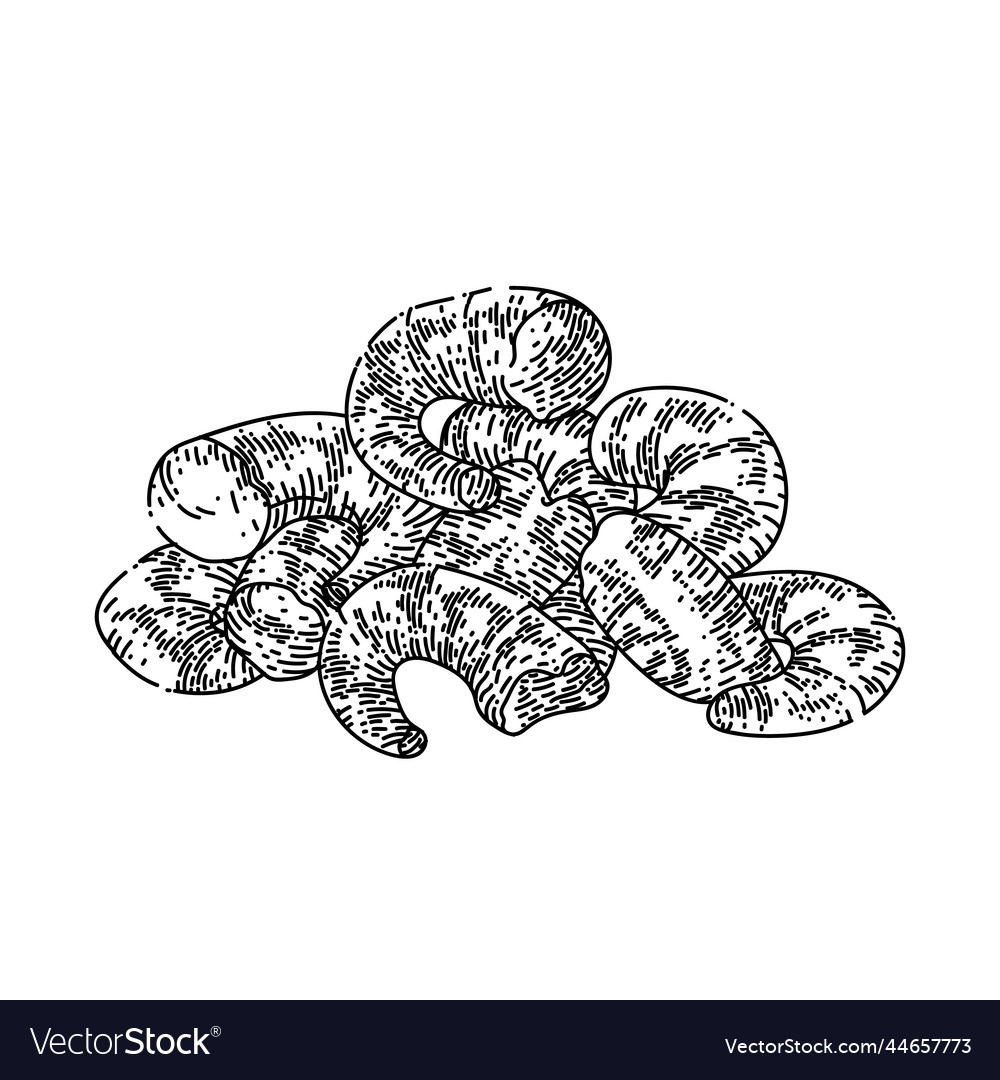 Shrimp peeled sketch hand drawn Royalty Free Vector Image Shrimp peeled sketch hand drawn Royalty Free Vector Image