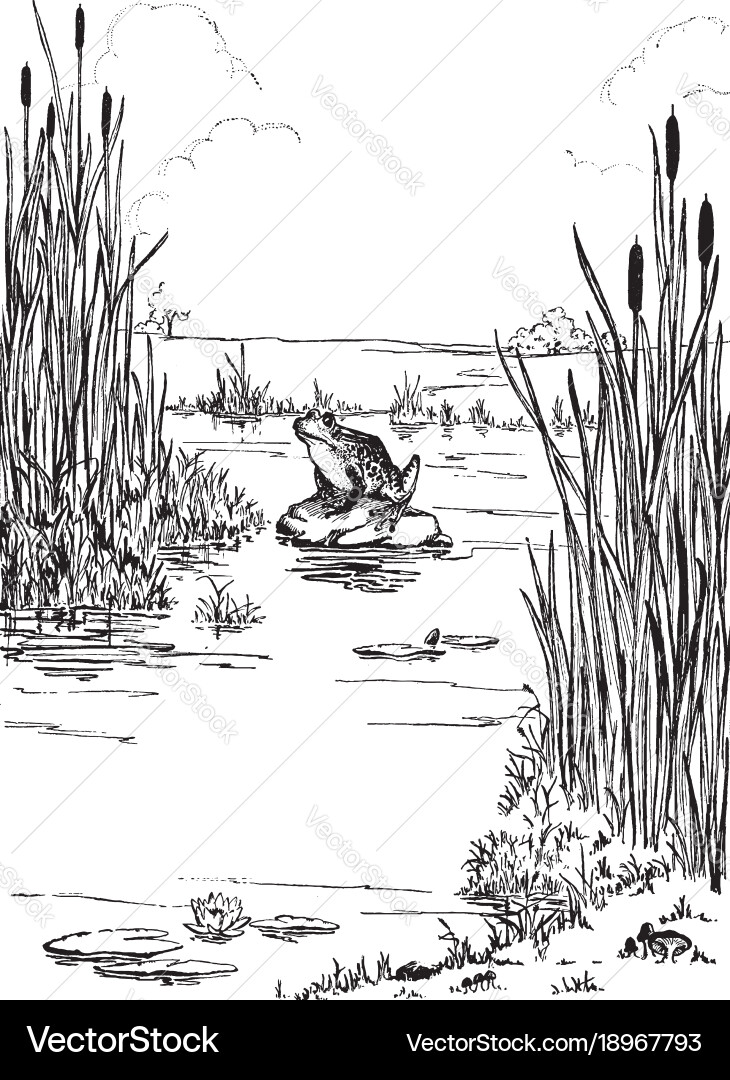 Frog border is a decorated with a in a swamp Vector Image