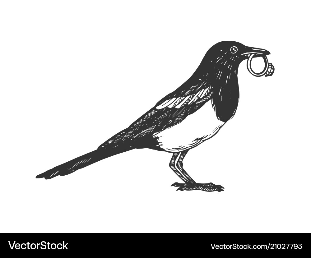 Magpie bird with golden ring engraving Royalty Free Vector