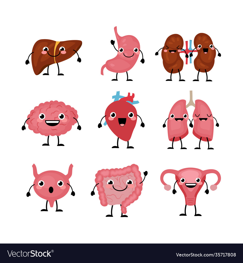 Happy smiling cute organ characters in a flat Vector Image
