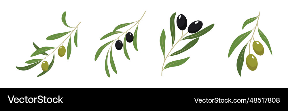Olive branches with olives green and black Vector Image