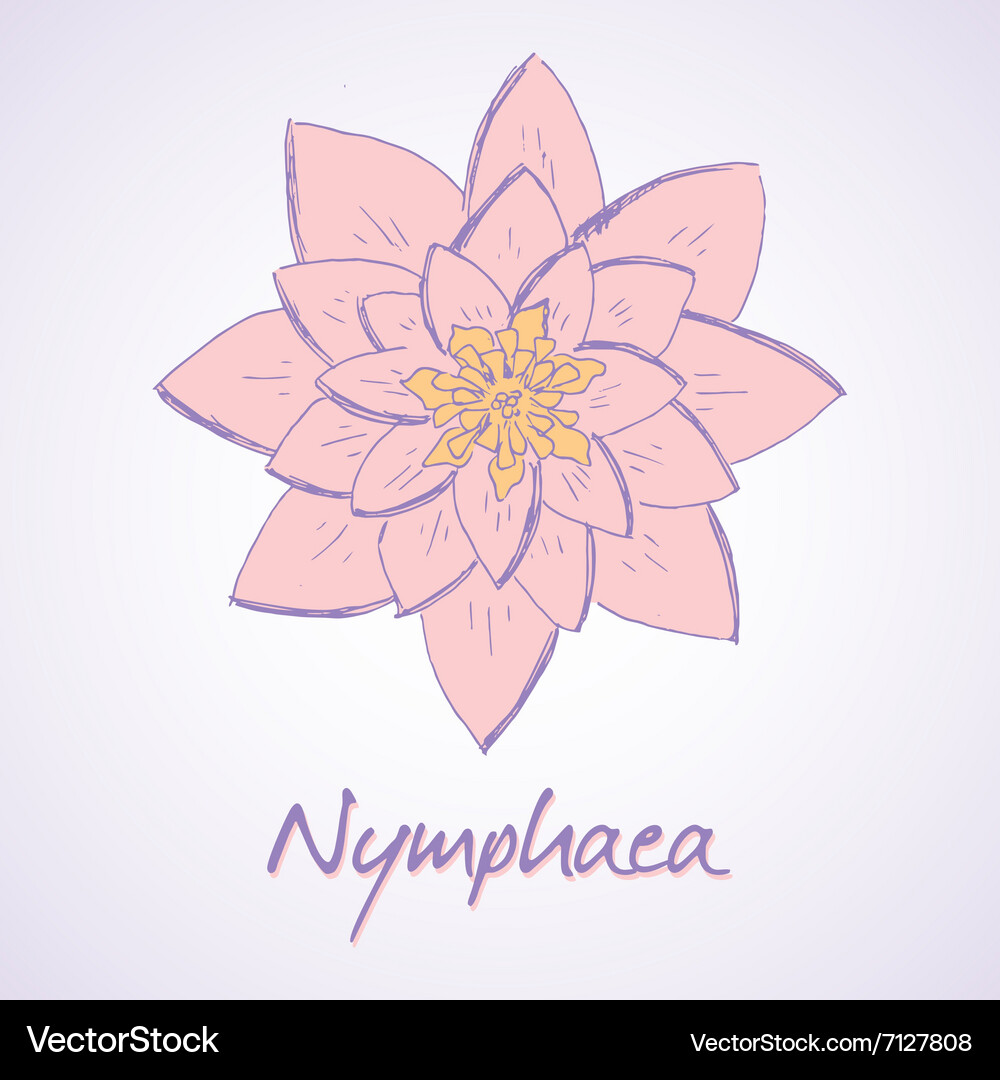 Sketch of lily nymphaea Royalty Free Vector Image