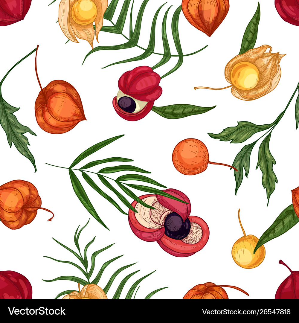 Natural seamless pattern with fresh ripe guarana Vector Image