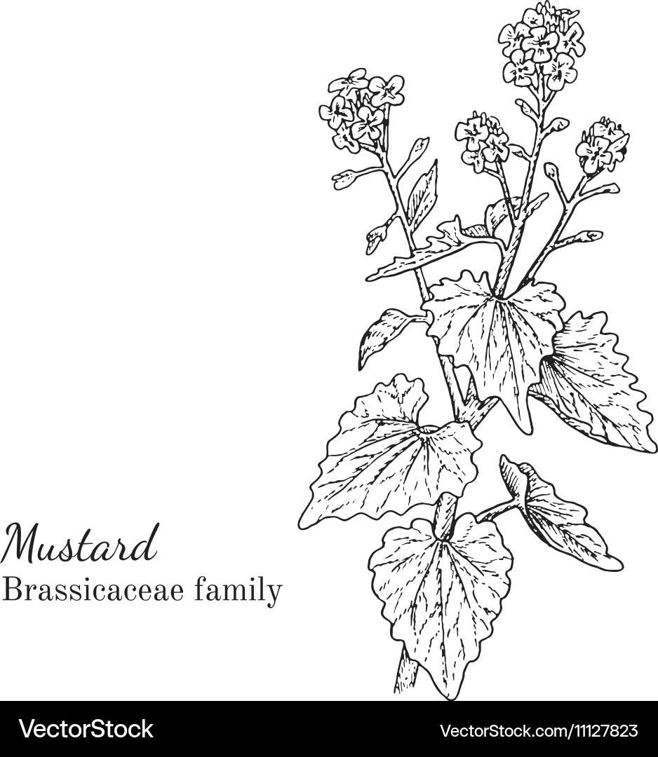 Ink mustard hand drawn sketch Royalty Free Vector Image
