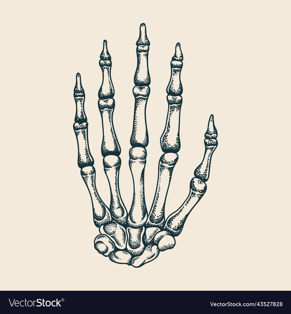 Hand bones Royalty Free Vector Image - VectorStock