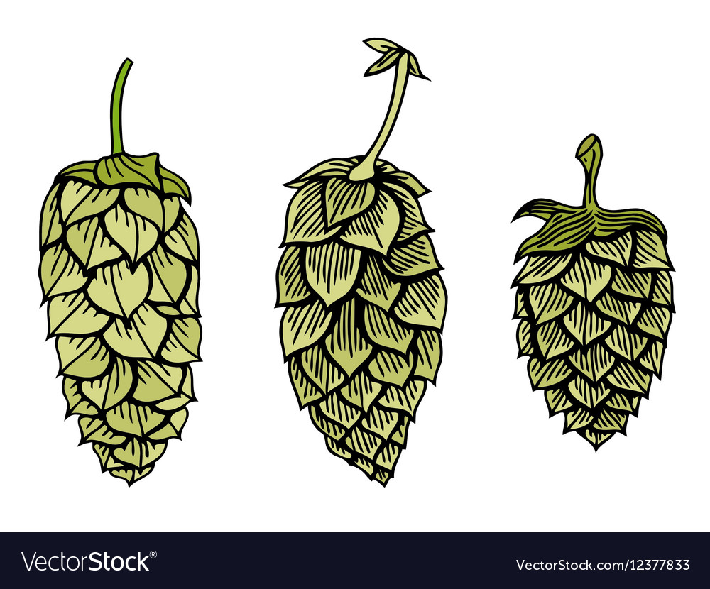 Hops visual graphic Royalty Free Vector Image - VectorStock