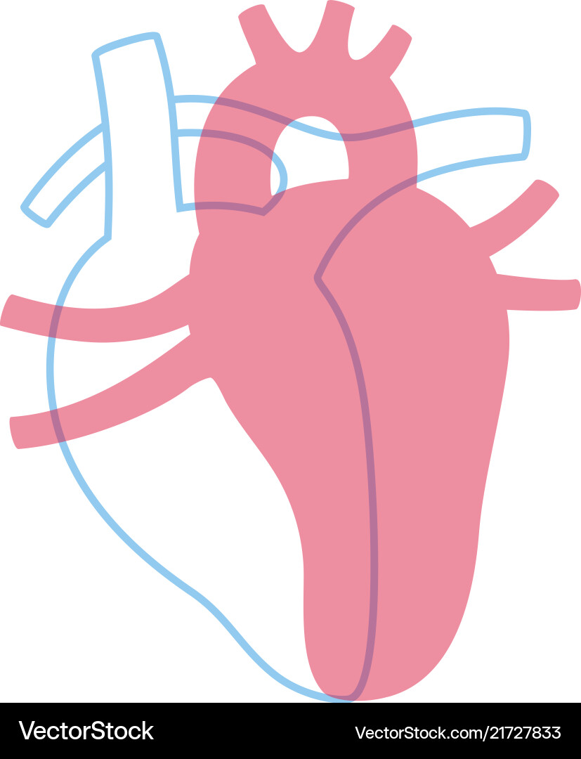 Isolated of heart Royalty Free Vector Image - VectorStock