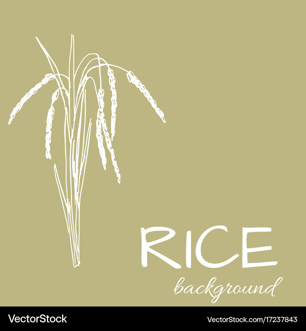 Background with rice logo hand-drawn plant Vector Image